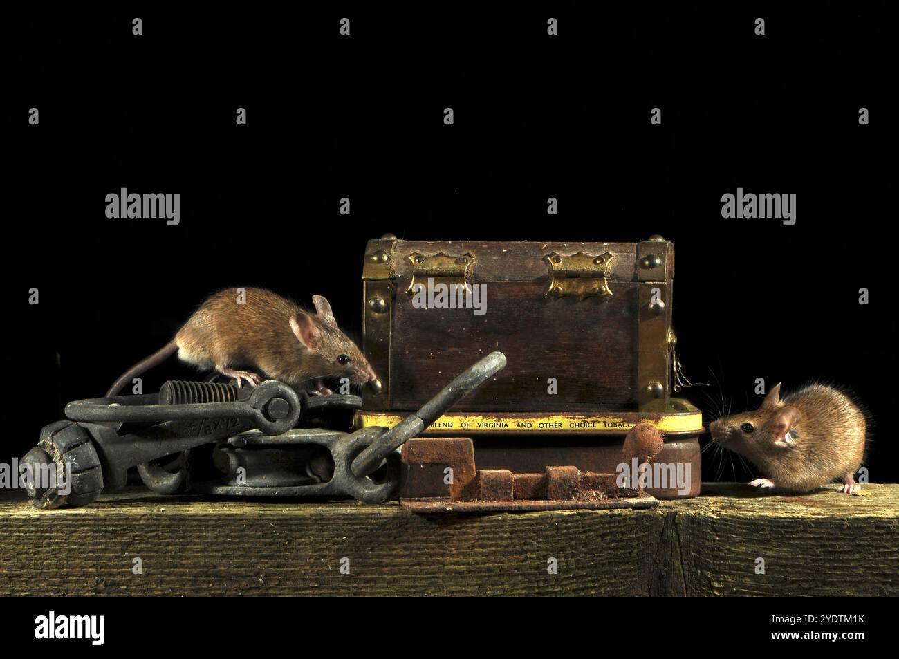 Adult house mice Dorset, UK Stock Photo - Alamy