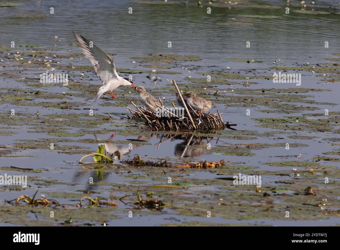 Common tern nest with young Federsee Baden Wuerttemberg Stock Photo - Alamy