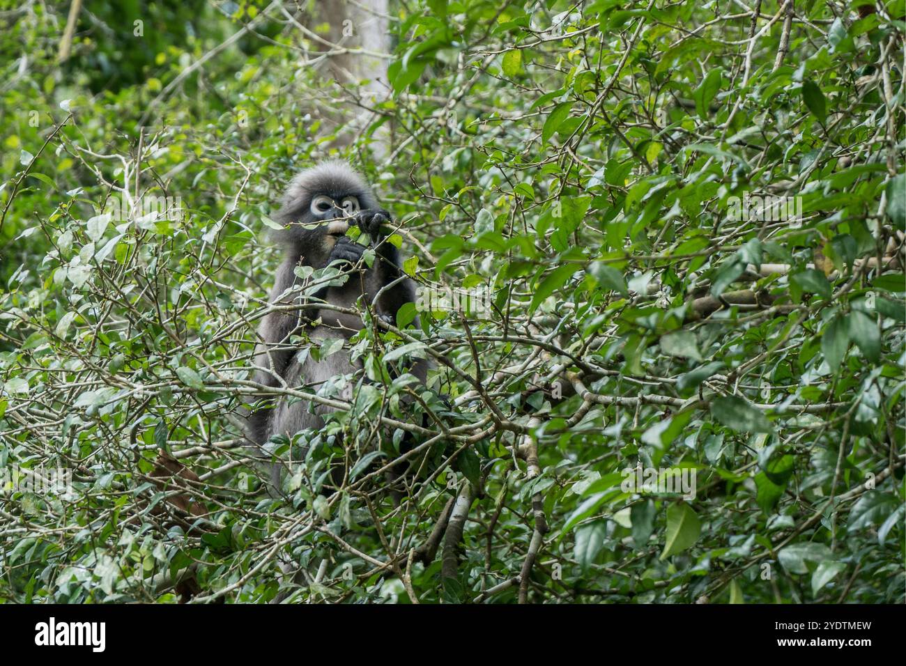 Southern African Langur, Trachypithecus obscurus in a tree Stock Photo ...