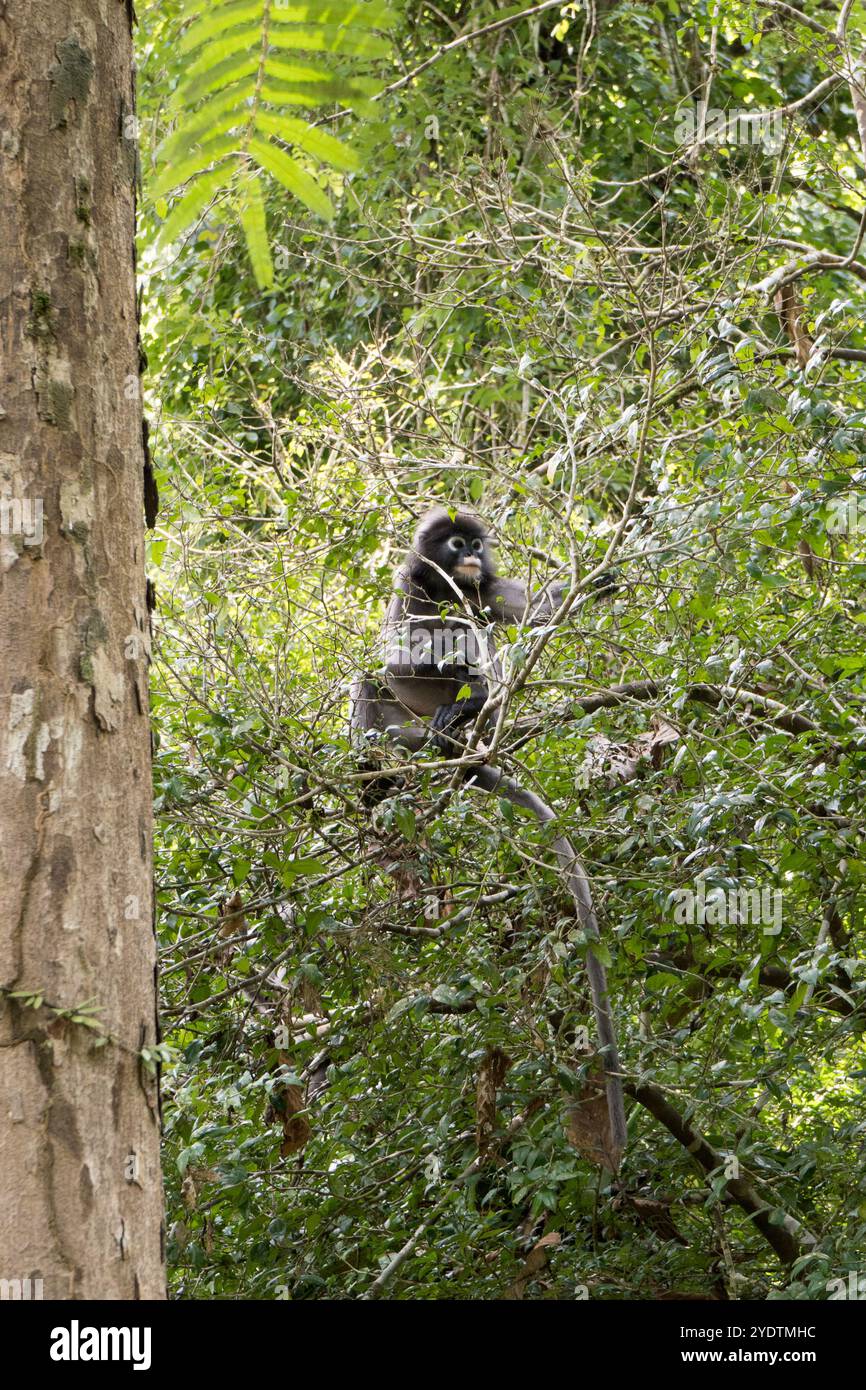 Southern African Langur, Trachypithecus obscurus in a tree Stock Photo ...