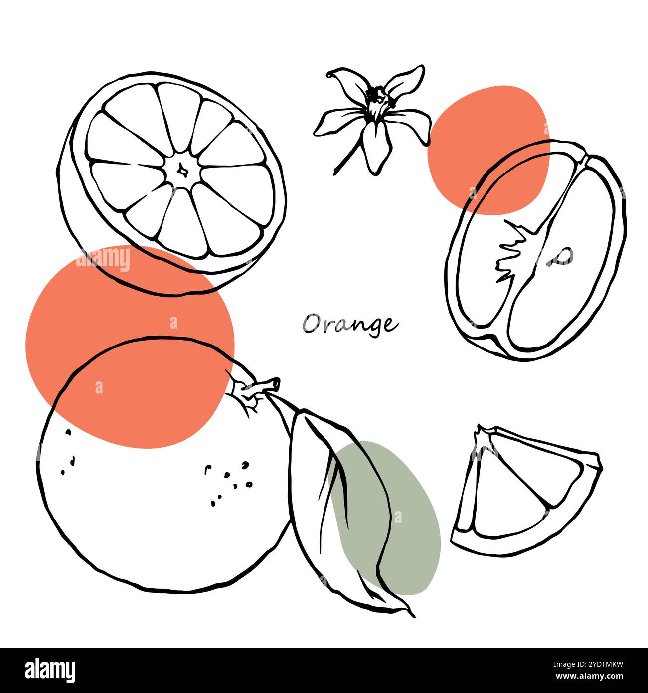 Cut orange slices and half outline hand drawn design with abstract ...