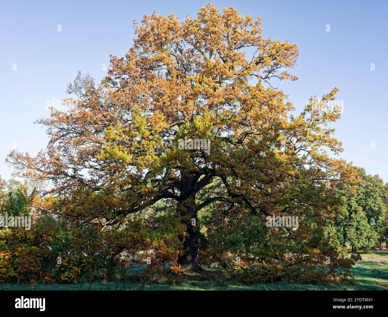 Oldest and largest oak tree in Grorgen Garden / Hanover Stock Photo - Alamy