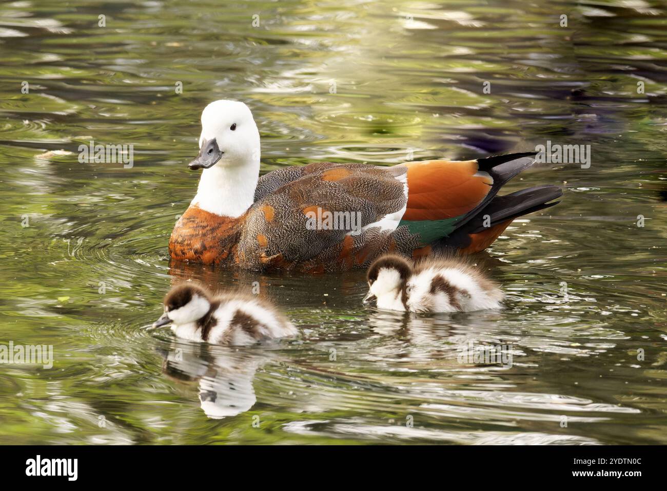 Paradise Shellduck with young ducklings Stock Photo - Alamy