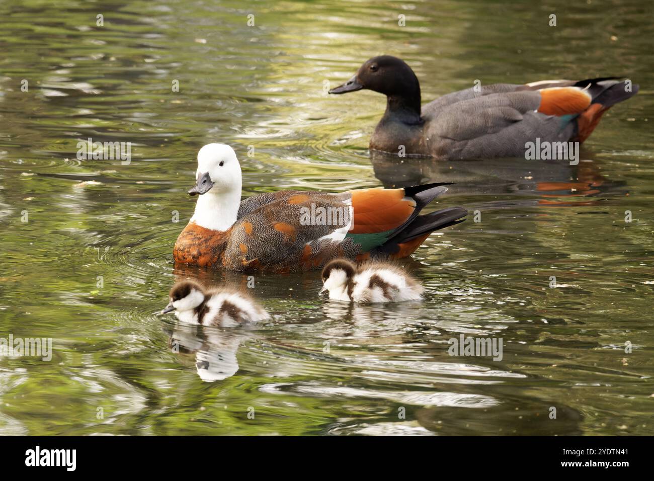 Female bird of paradise hi-res stock photography and images - Alamy