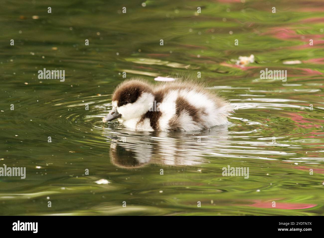 Young bird of paradise hi-res stock photography and images - Alamy
