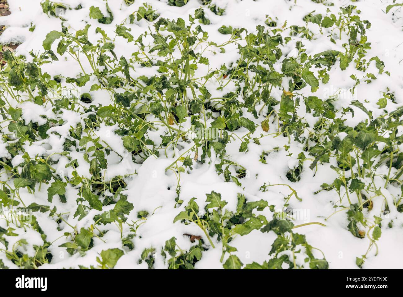 Mustard winter green manure cover crop plants growing with snow cover ...