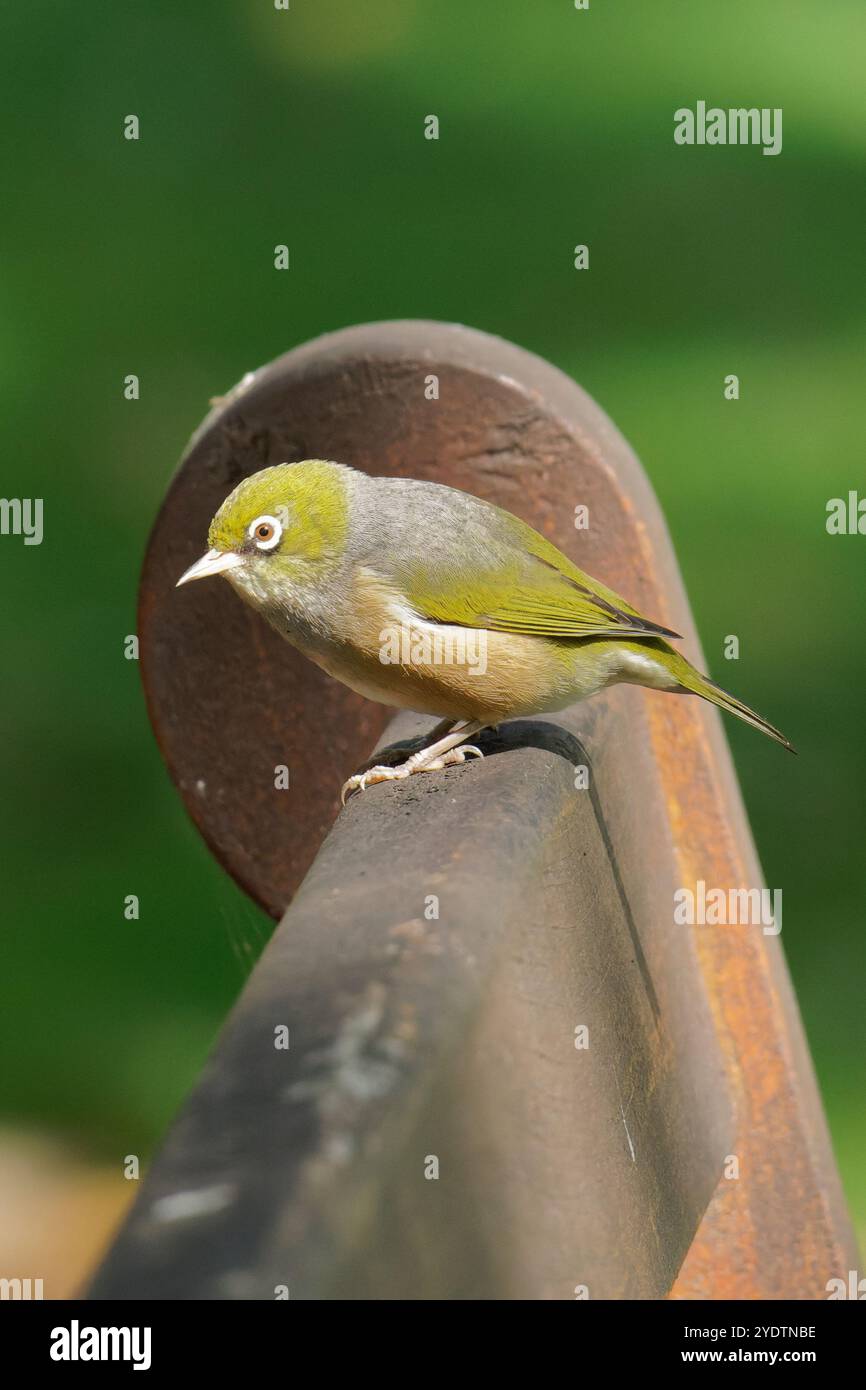 Silver eye bird hi-res stock photography and images - Alamy