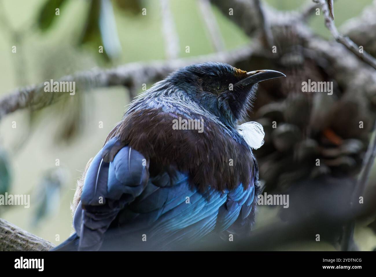 Tui blue side hi-res stock photography and images - Alamy