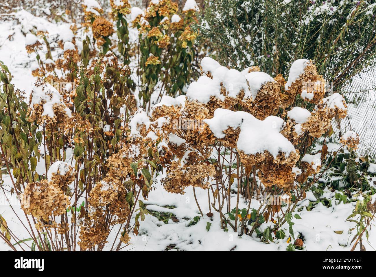 The withered inflorescences of a hydrangea are covered with snow Stock ...