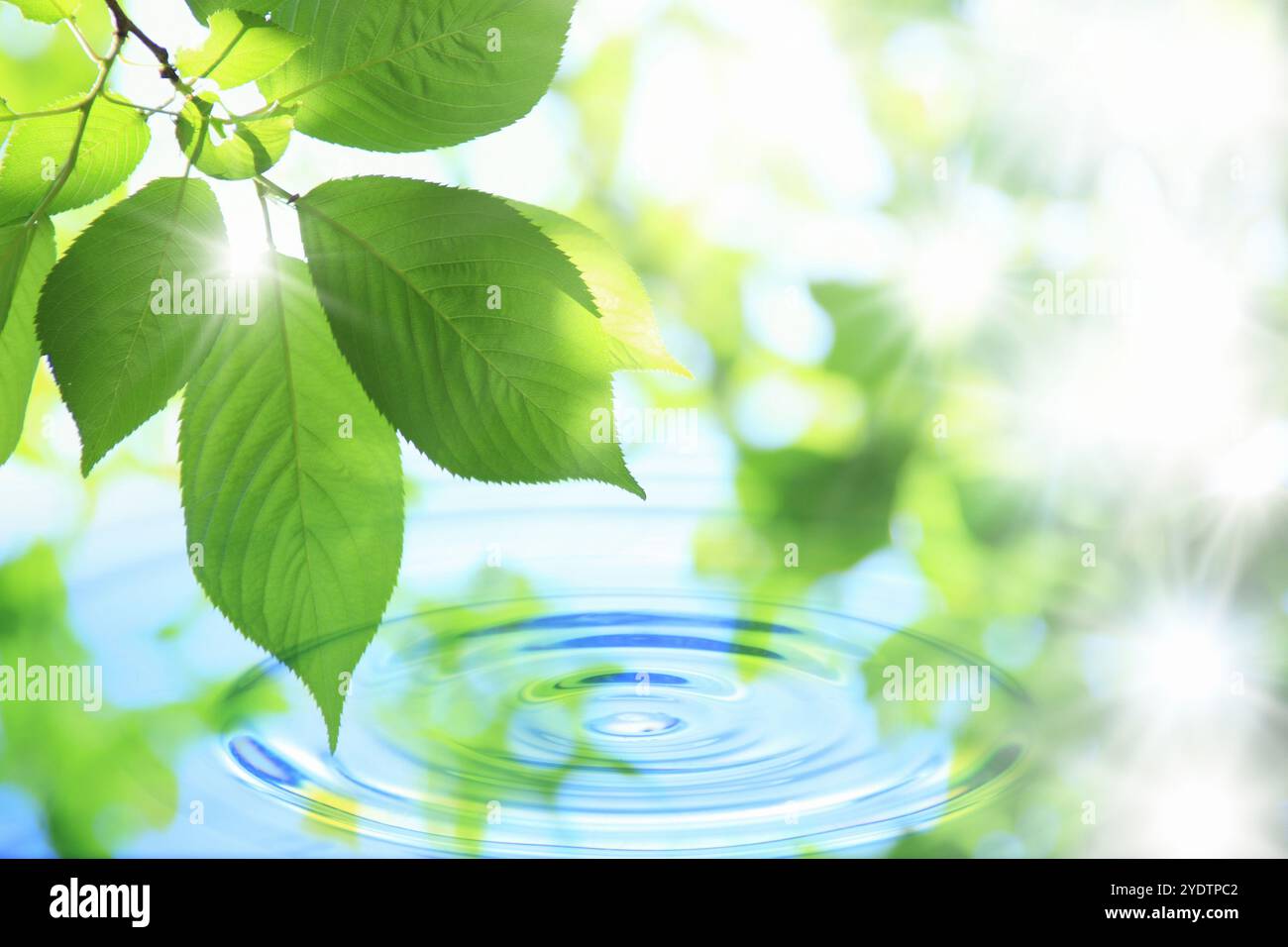 Water and fresh greenery Stock Photo - Alamy