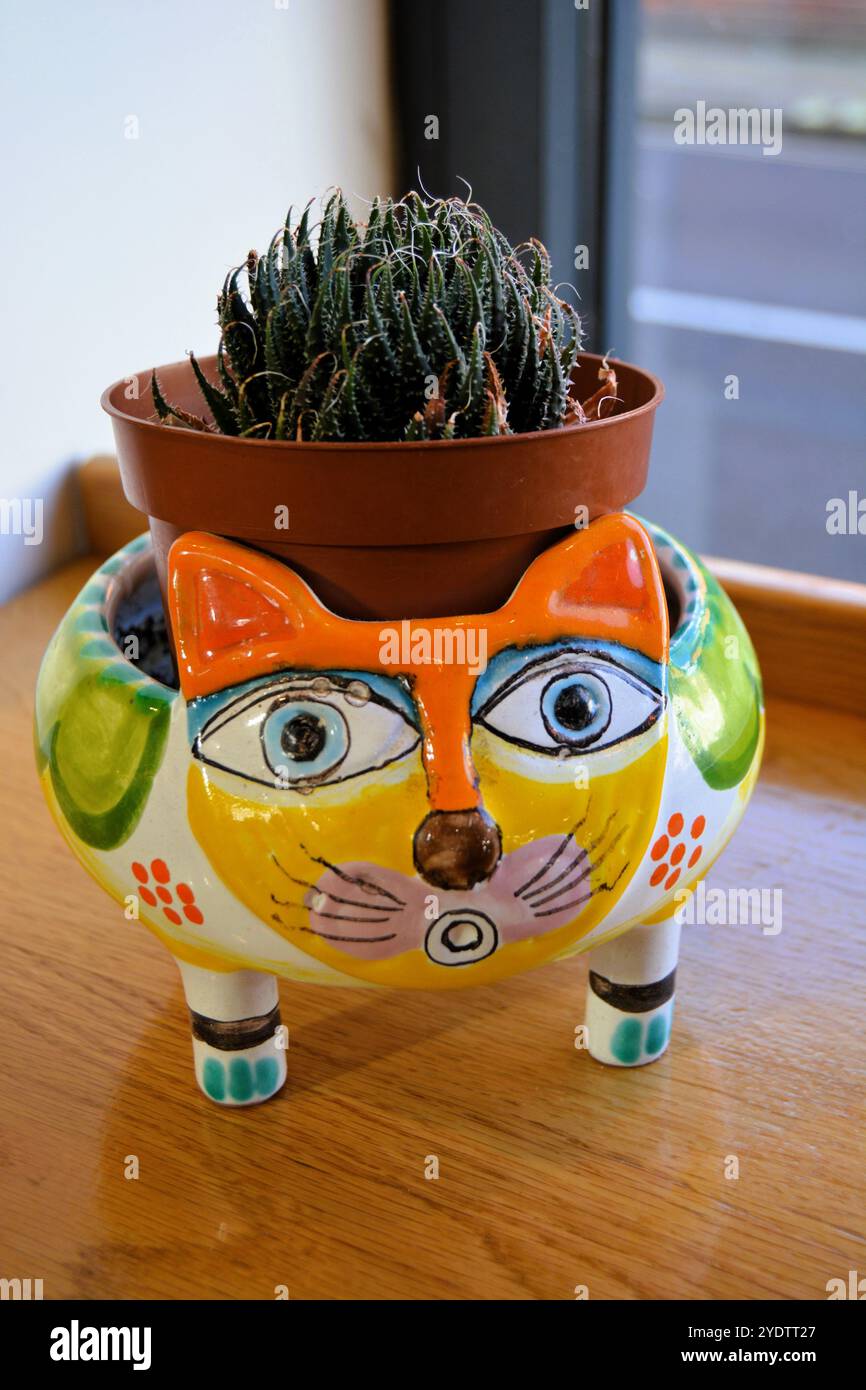 Cactus cat hi-res stock photography and images - Alamy
