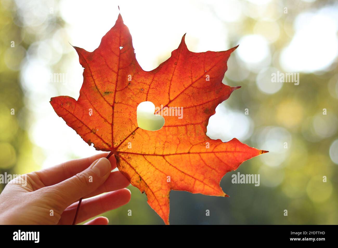 Red maple leaf with a heart-shaped hole cut out, close-up. Autumn ...