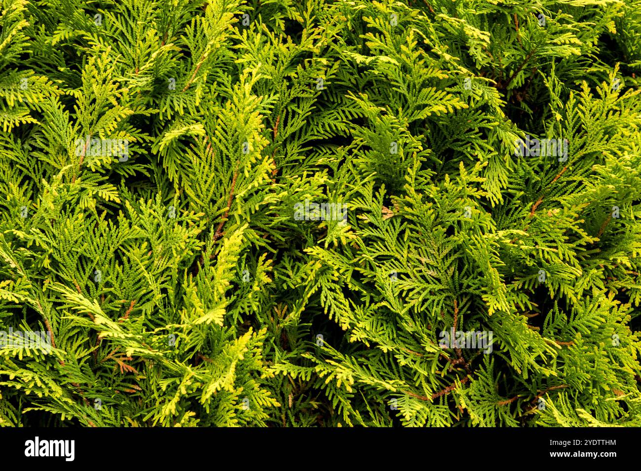 Thuja occidentalis conifer tree branches closeup as natural green ...