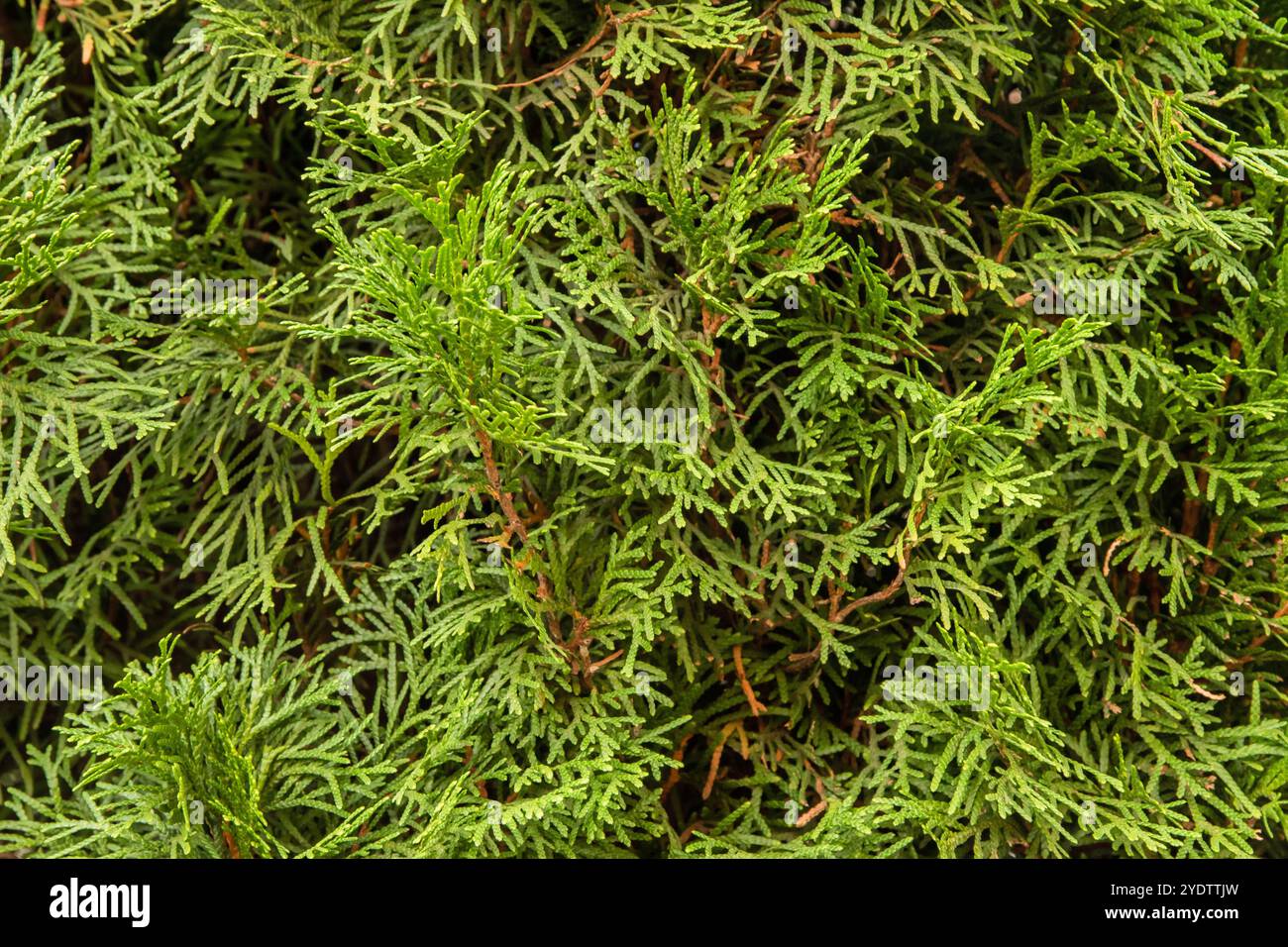 Thuja occidentalis conifer tree branches closeup as natural green ...