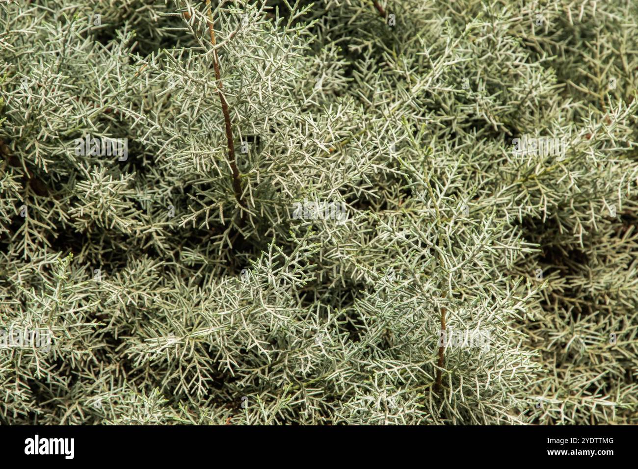 Branches of Arizona cypress (Cupressos arizonica) coniferous tree ...