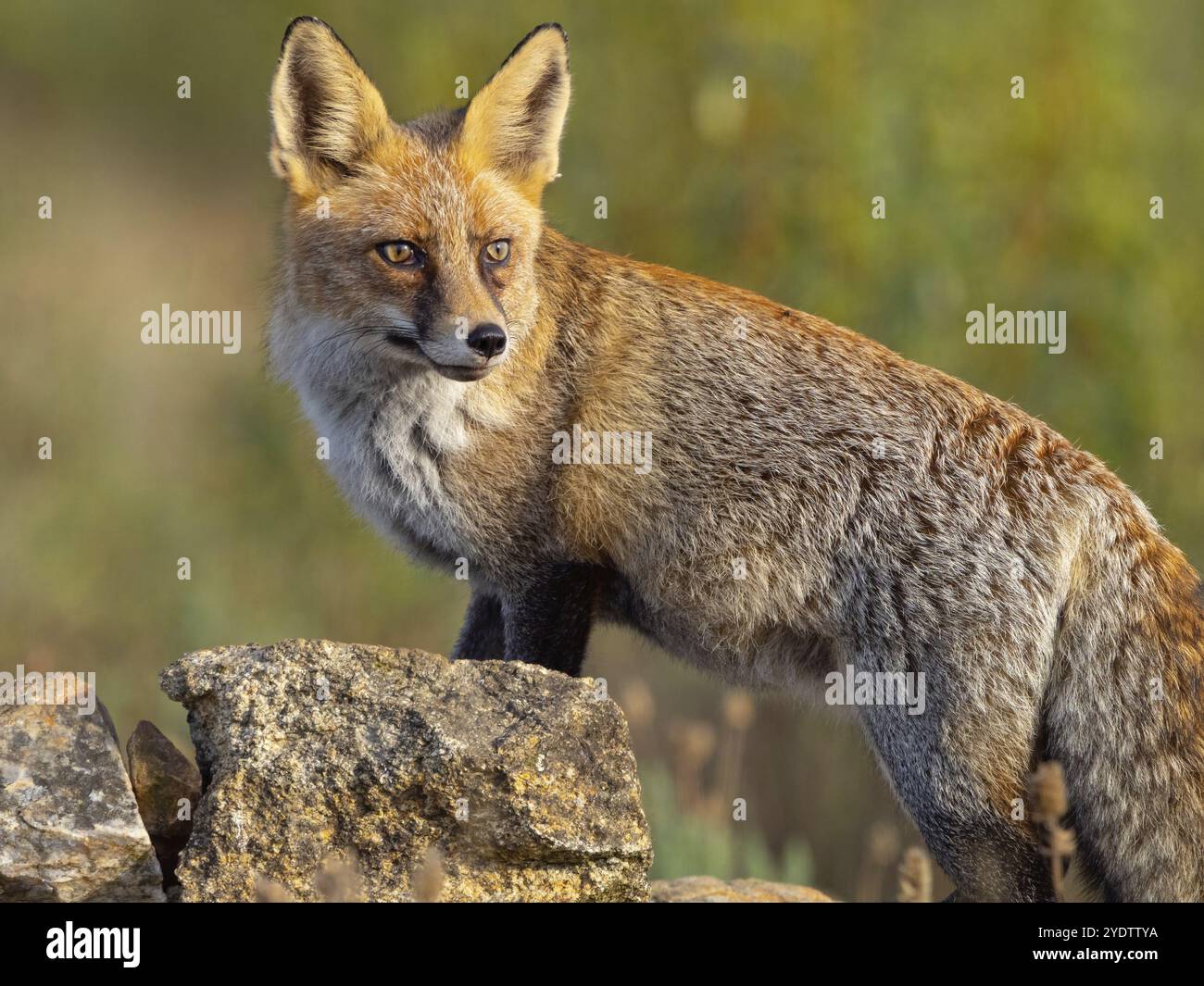 Arabian red fox, (Vulpes vulpes arabica), young animal, foraging ...