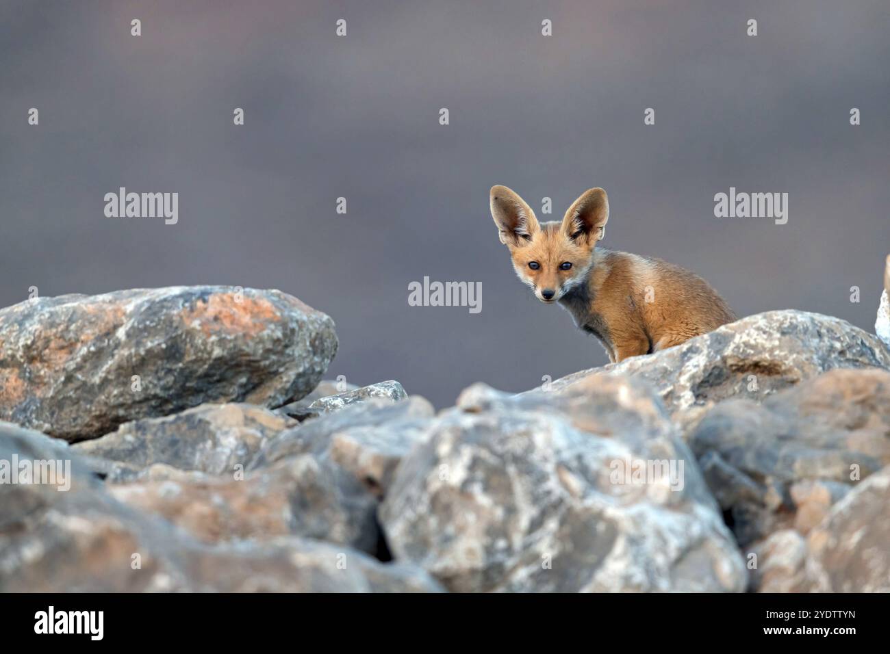 Arabian red fox, (Vulpes vulpes arabica), young animal, foraging ...