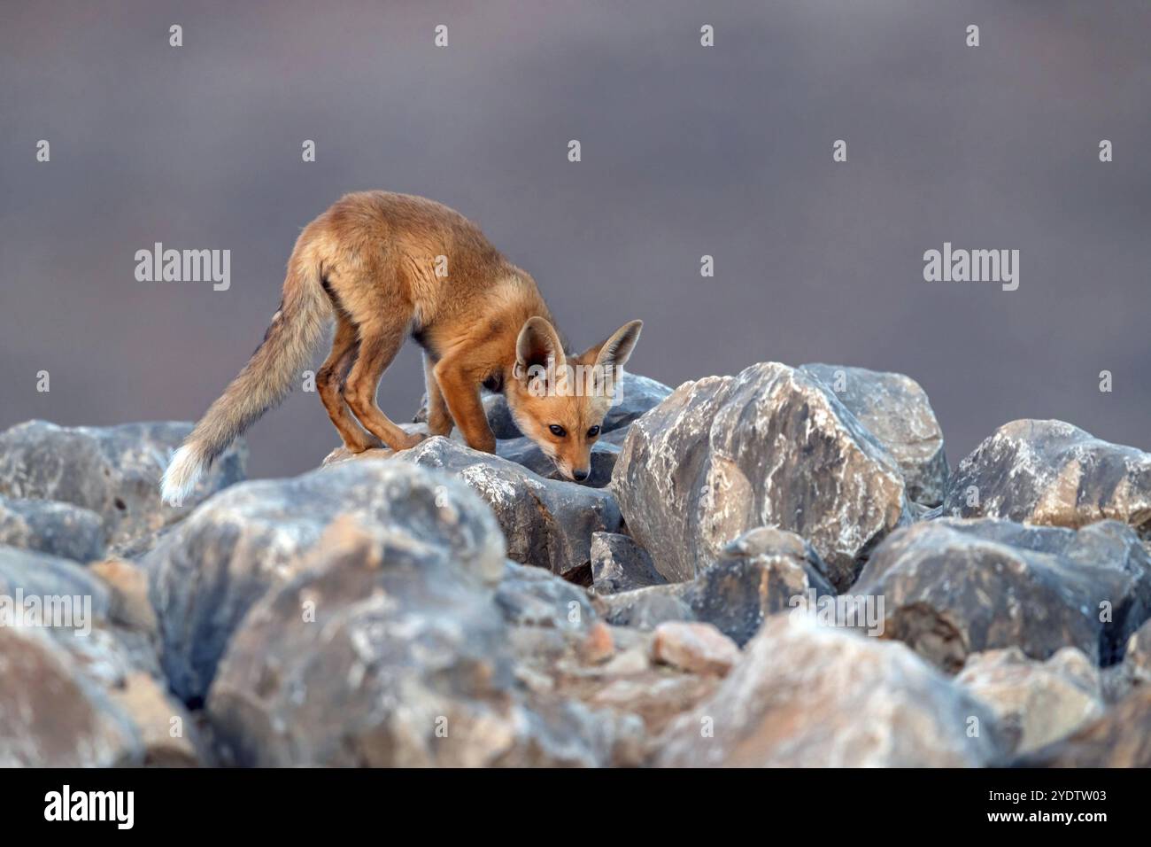 Arabian red fox, (Vulpes vulpes arabica), young animal, foraging ...