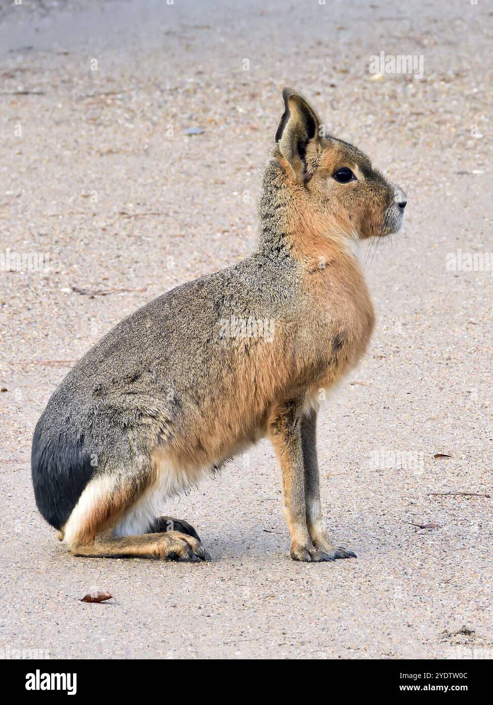 Pampas hare, (Dolichotis patagonum), Mara, subfamily of guinea pigs ...