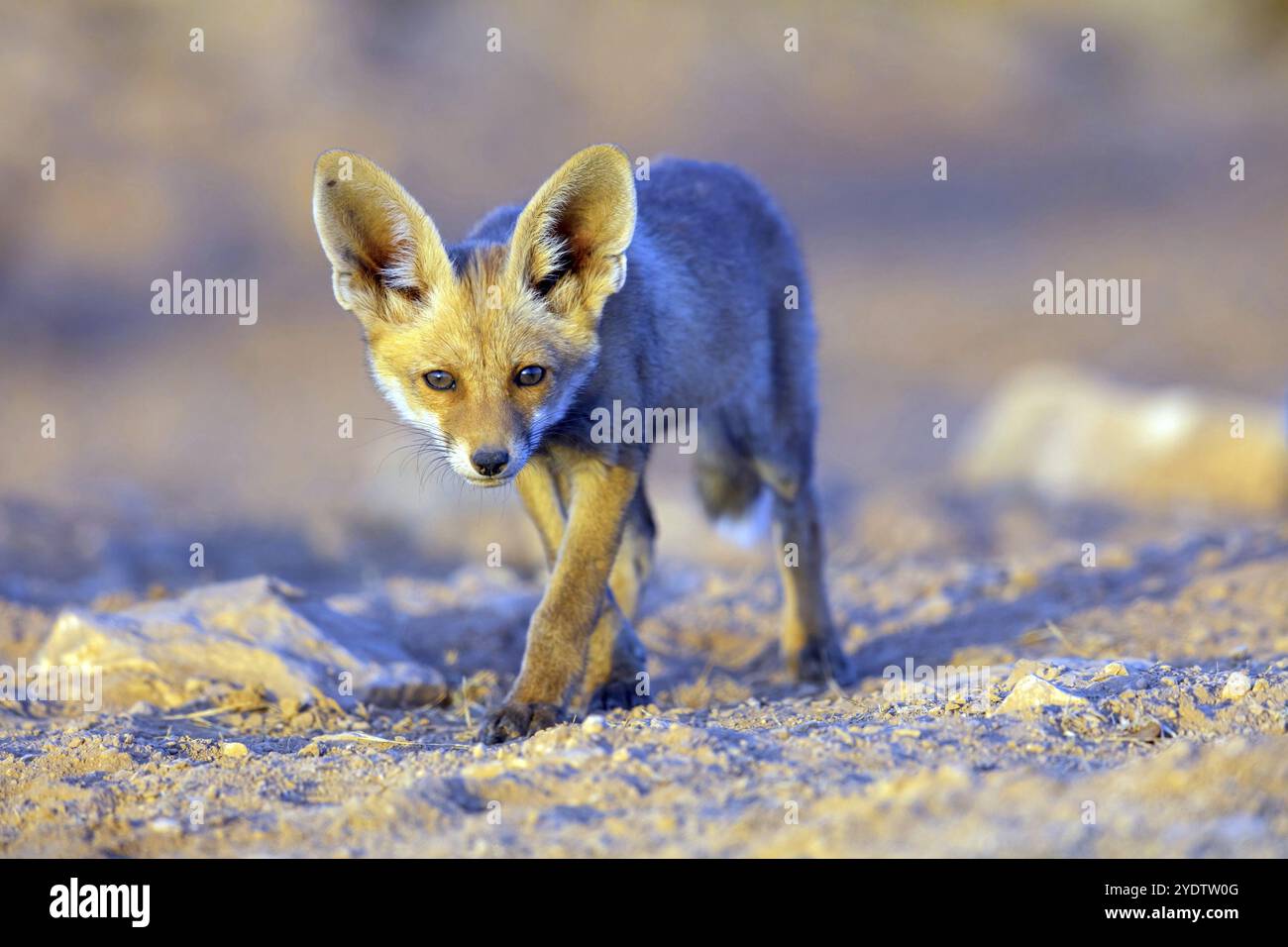 Arabian red fox, (Vulpes vulpes arabica), young animal, foraging ...