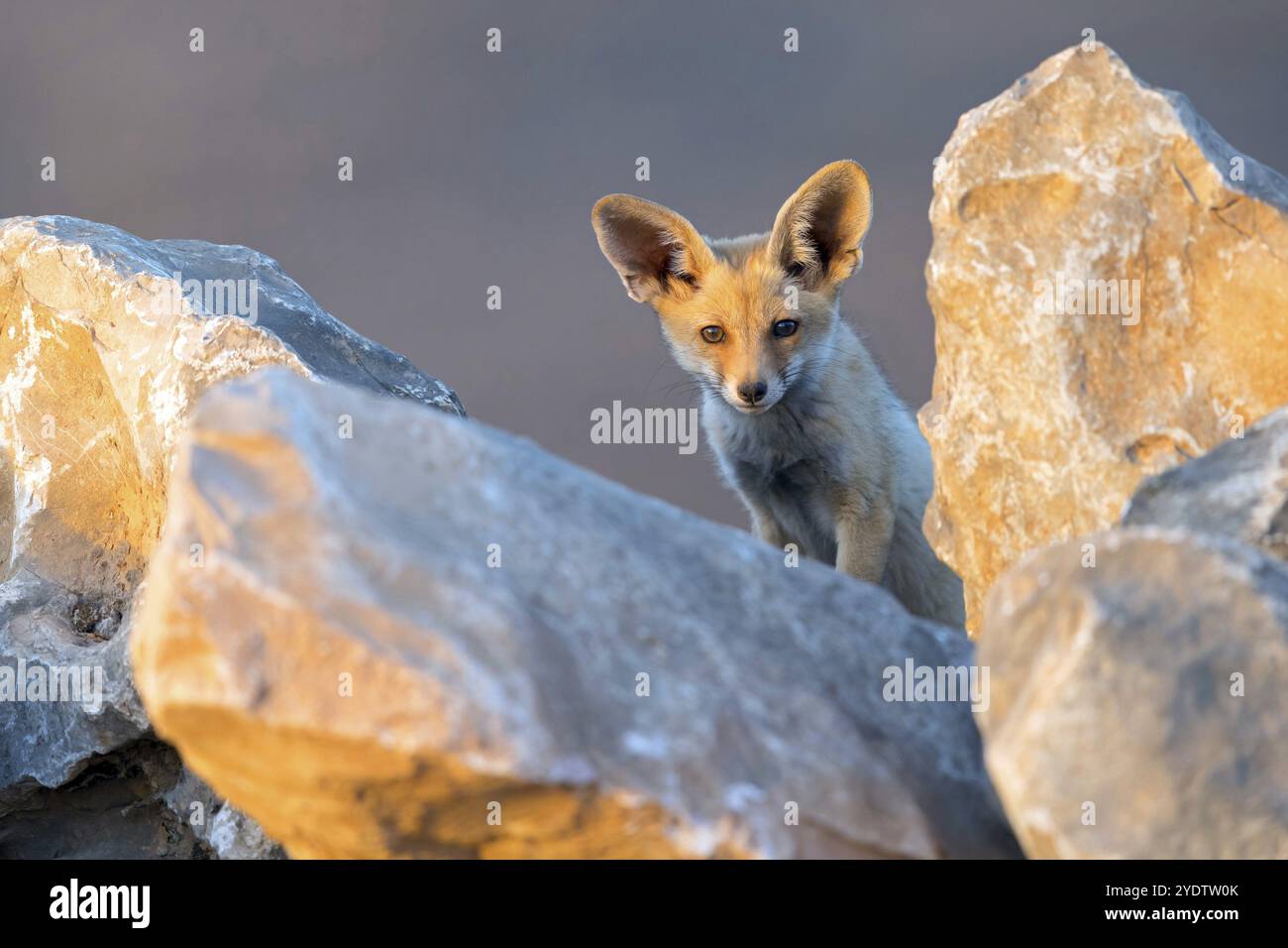 Arabian red fox, (Vulpes vulpes arabica), young animal, foraging ...