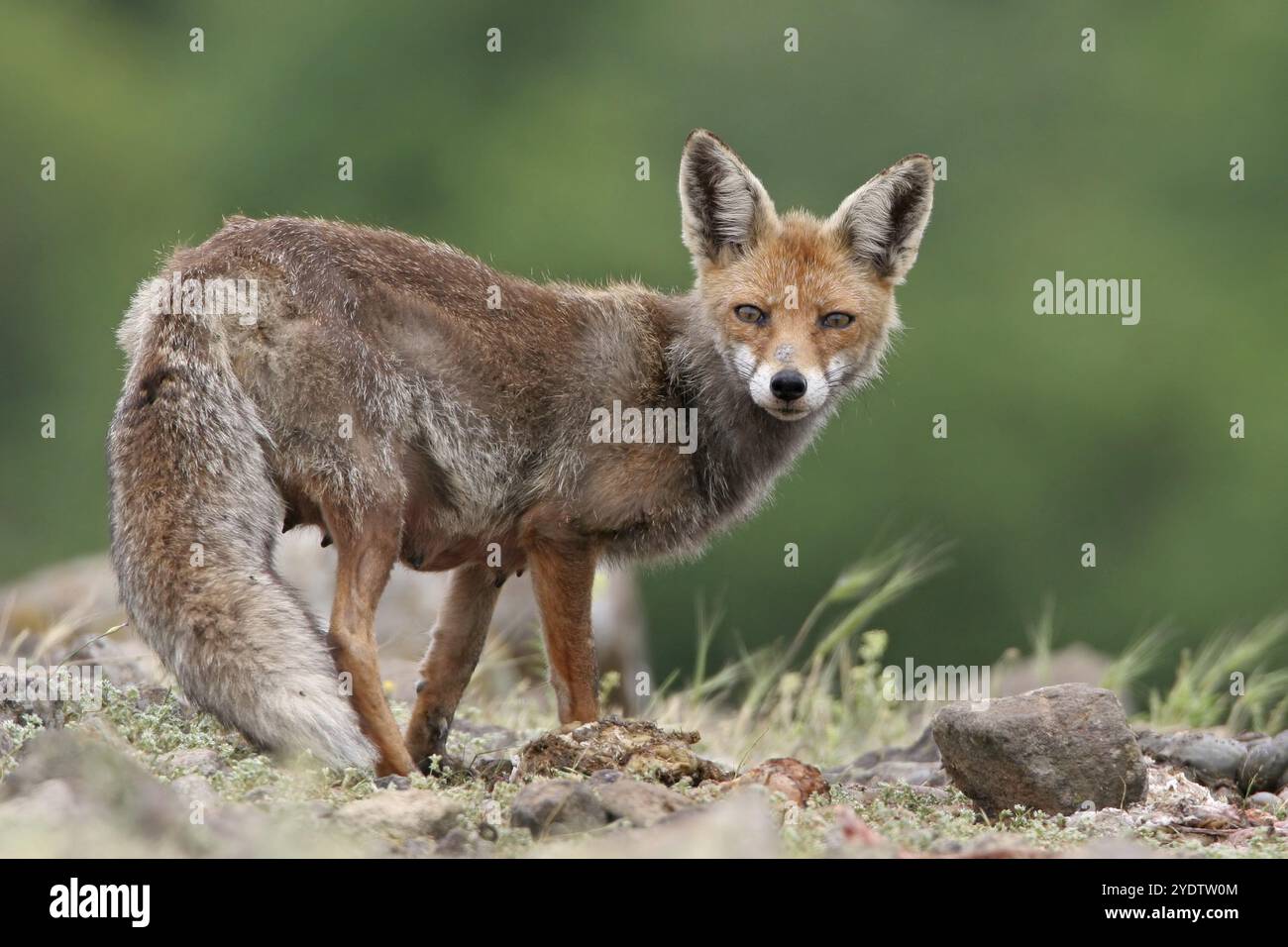Arabian red fox (Vulpes vulpes arabica), young animal, foraging ...