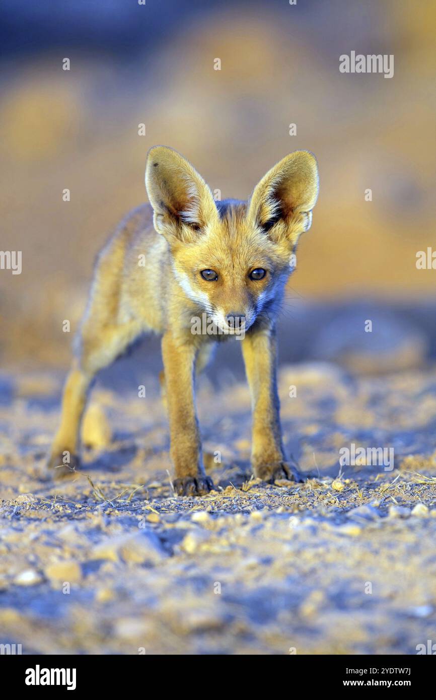 Arabian red fox, (Vulpes vulpes arabica), young animal, foraging ...