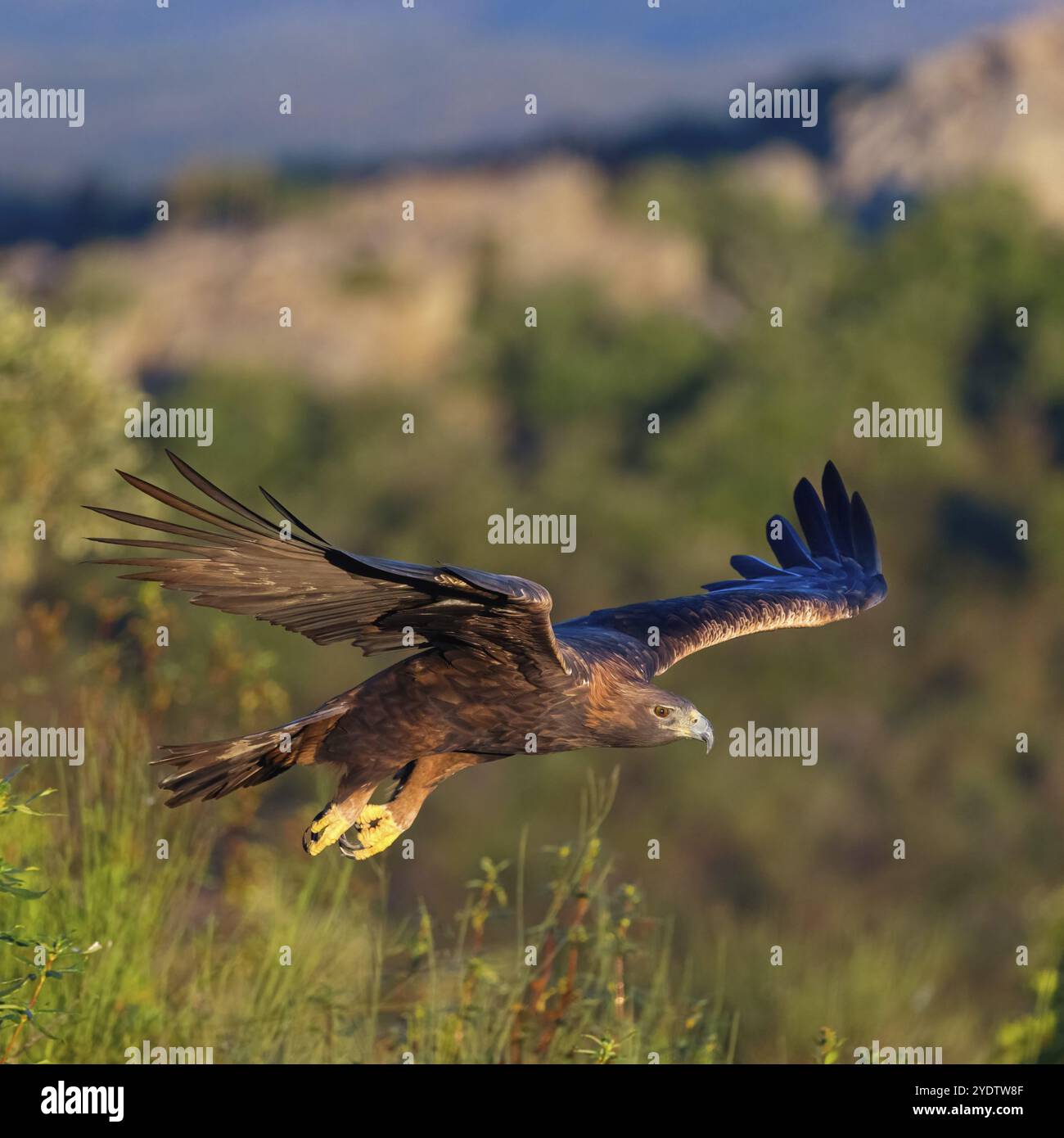Golden Eagle, (Aquila chrysaetos), bird of prey, family of hawk-like ...