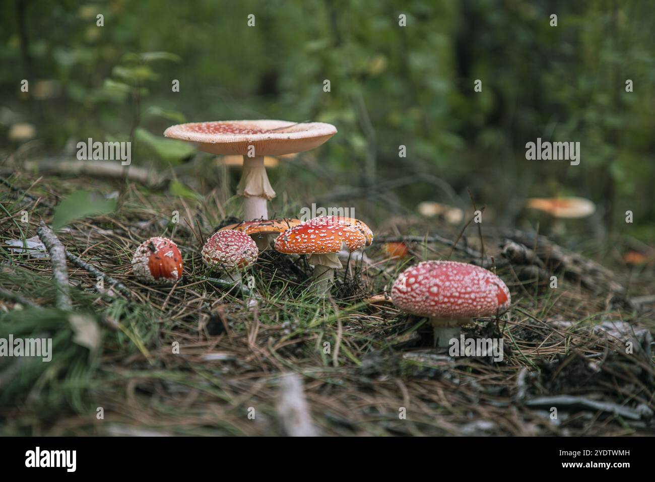 Mushrooms covered with soil hi-res stock photography and images - Alamy
