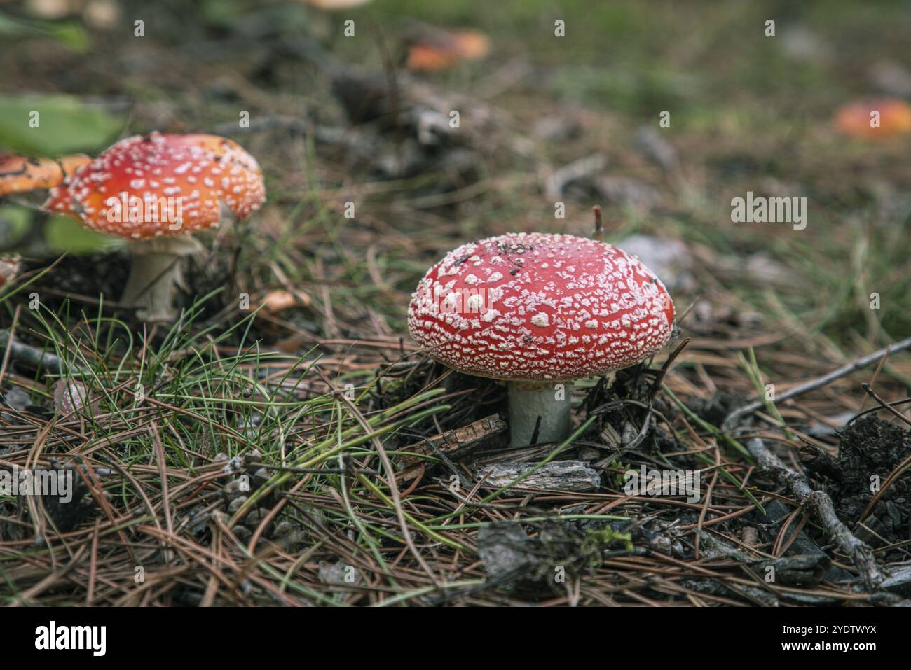 Toadstools with white dots on a forest floor covered with needles Stock ...