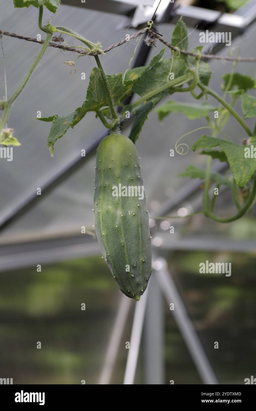 Cucumber (Cucumis sativus), Cucumber, Hobby gardening, Greenhouse, A ...