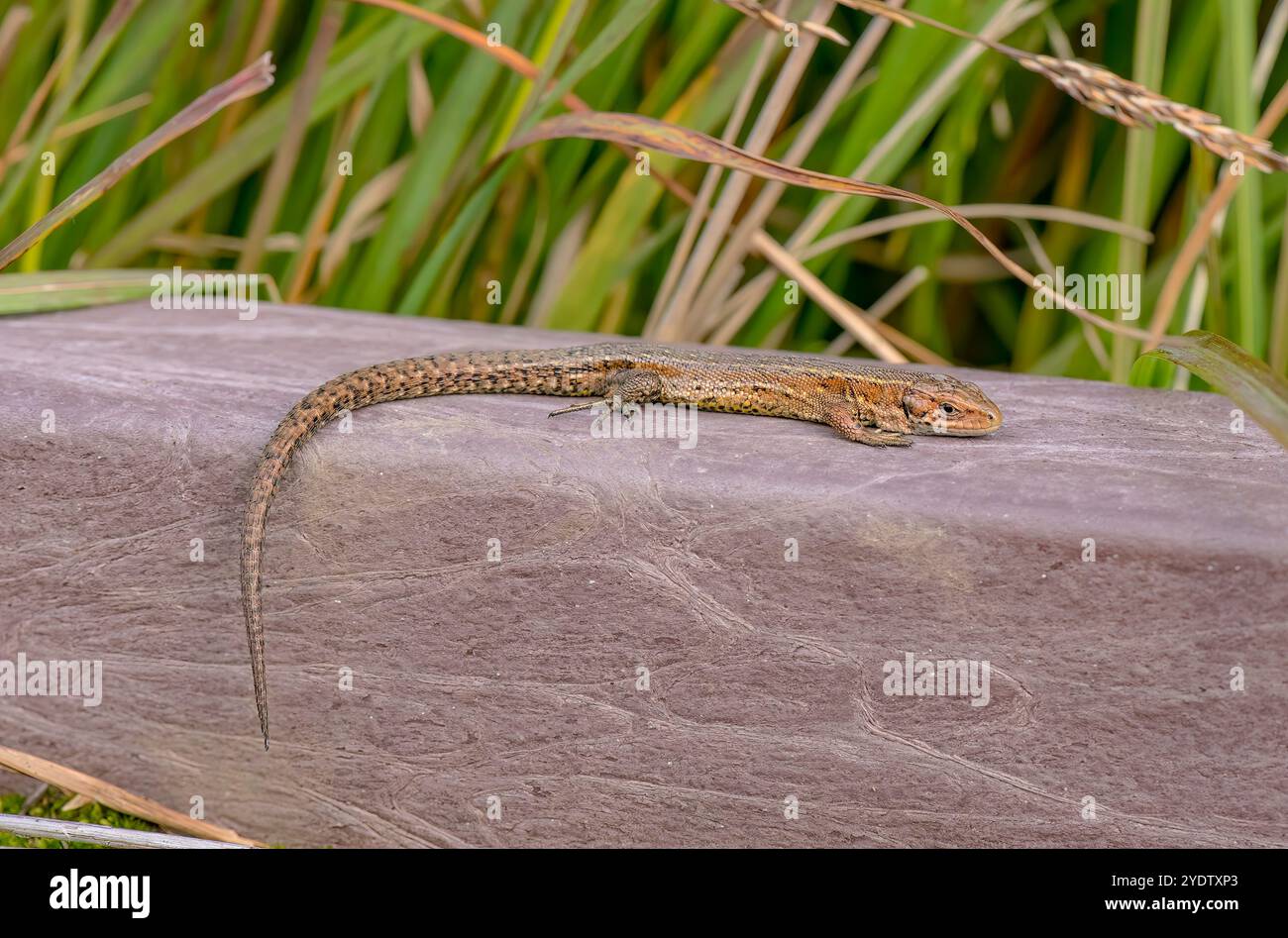 Close up of green lizard hi-res stock photography and images - Alamy