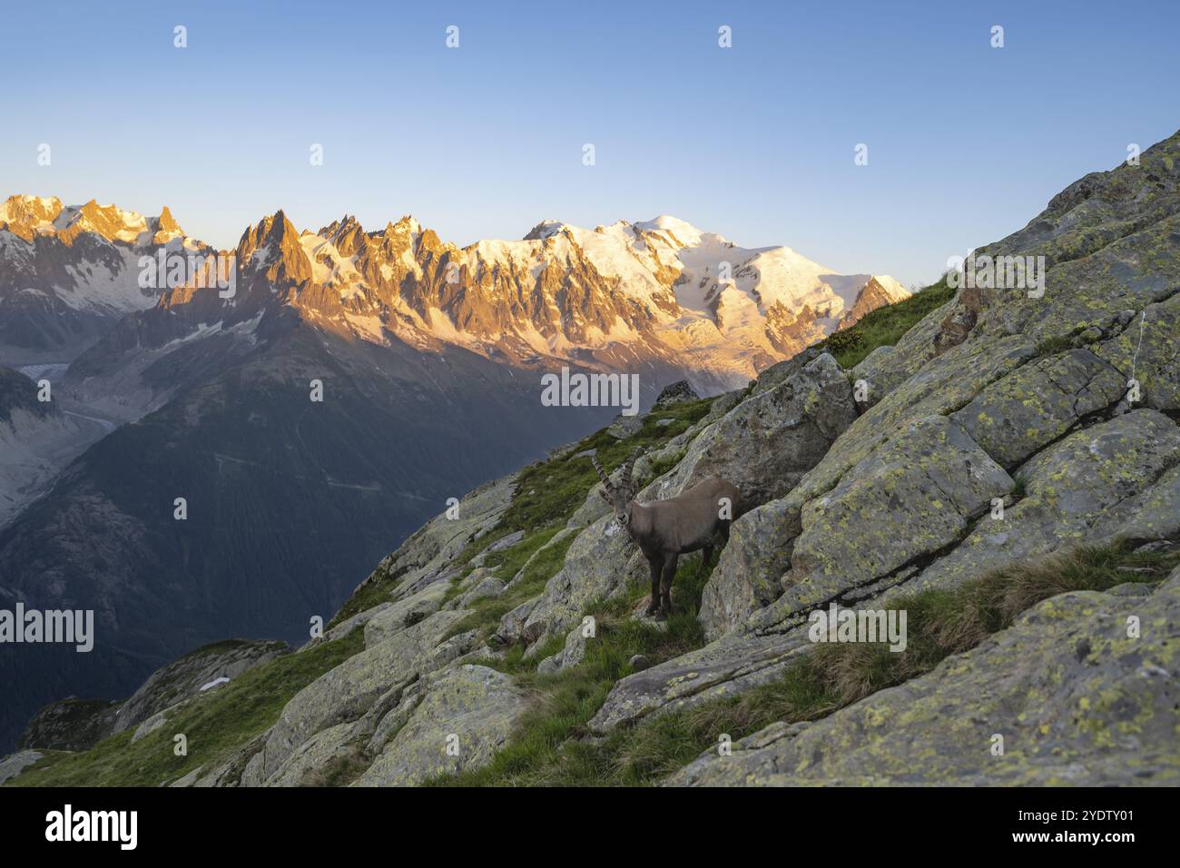 Alpine ibex (Capra ibex), adult male, in front of a mountain panorama ...