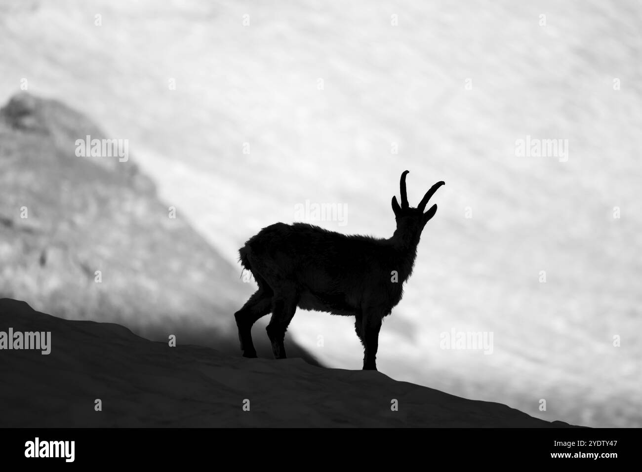 Alpine ibex (Capra ibex), silhouette in front of snowfield, black and ...