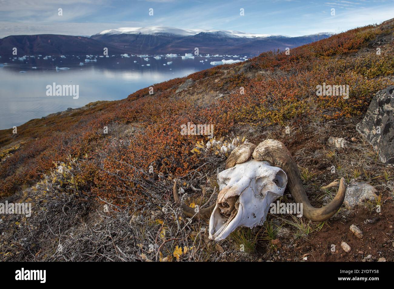 Bleached skull of a musk ox in autumnal arctic landscape, Kong Oscar ...