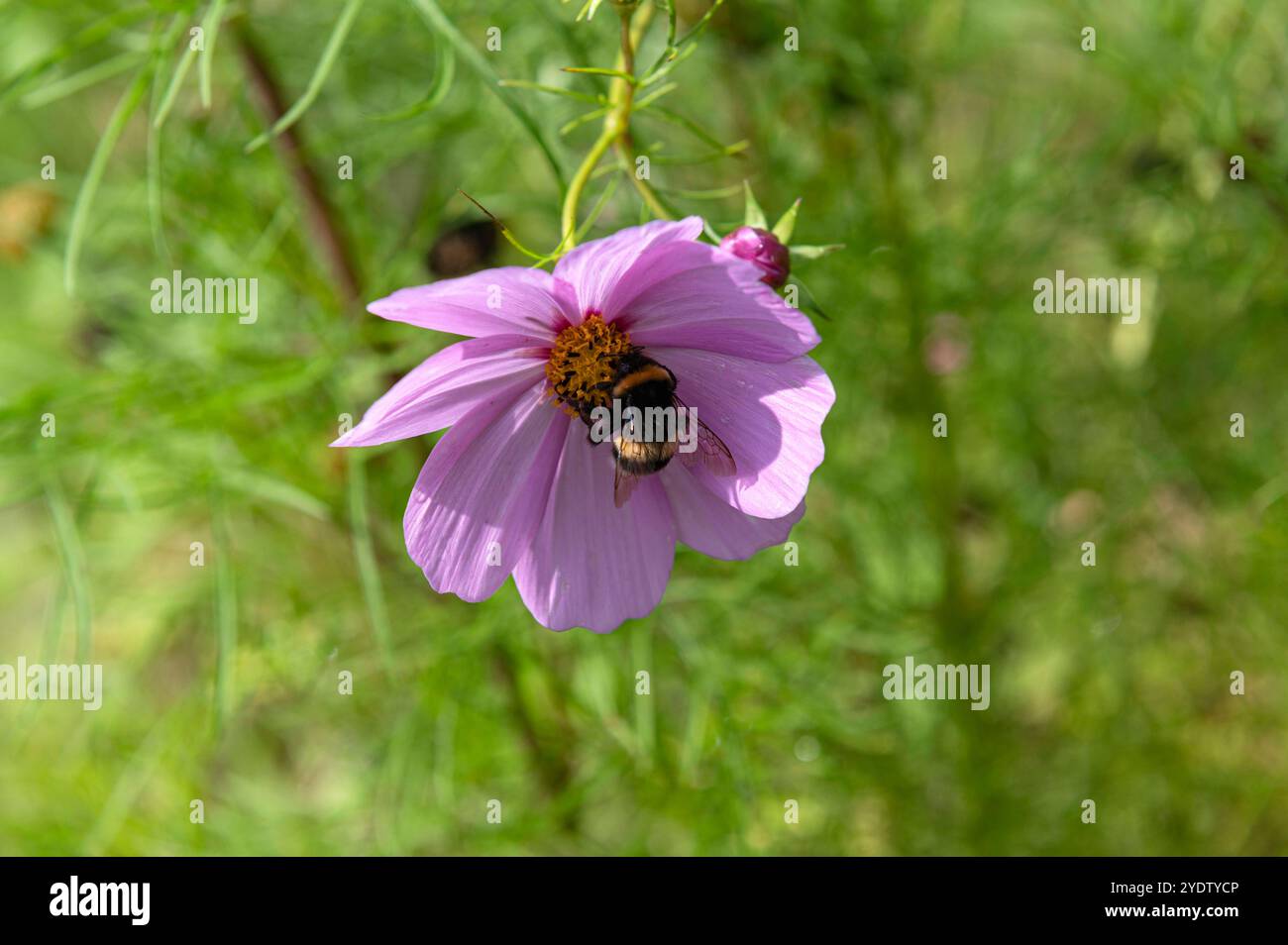 Pink cosmos flower and bumble bee insect pollinator. autumn, colour ...