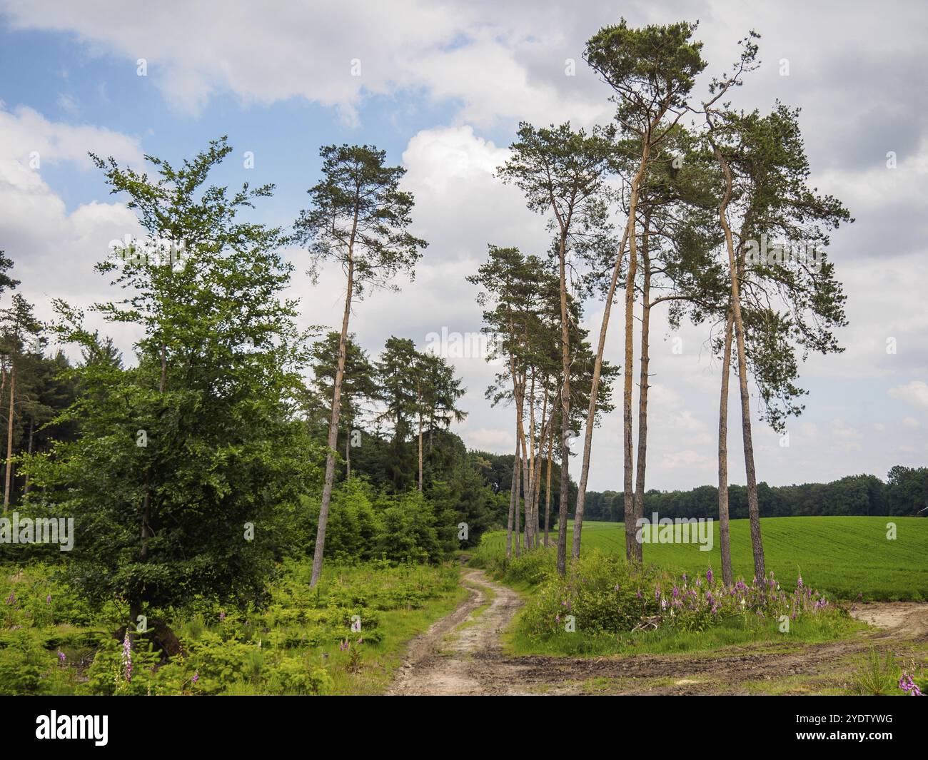 A rural path lined with tall trees with a wide, green meadow under a ...