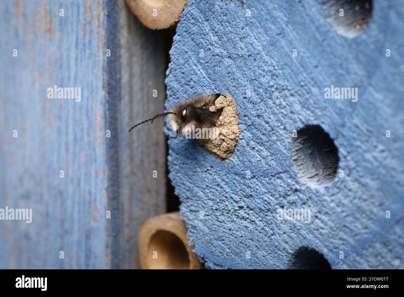 A horned mason bee hatches from its clay-sealed brood cavity in an ...