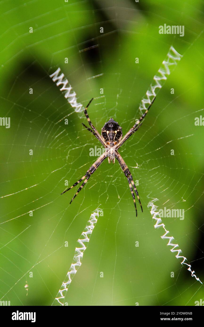 Macro photograph of a spider (Order Araneae) in the Galapagos Island ...