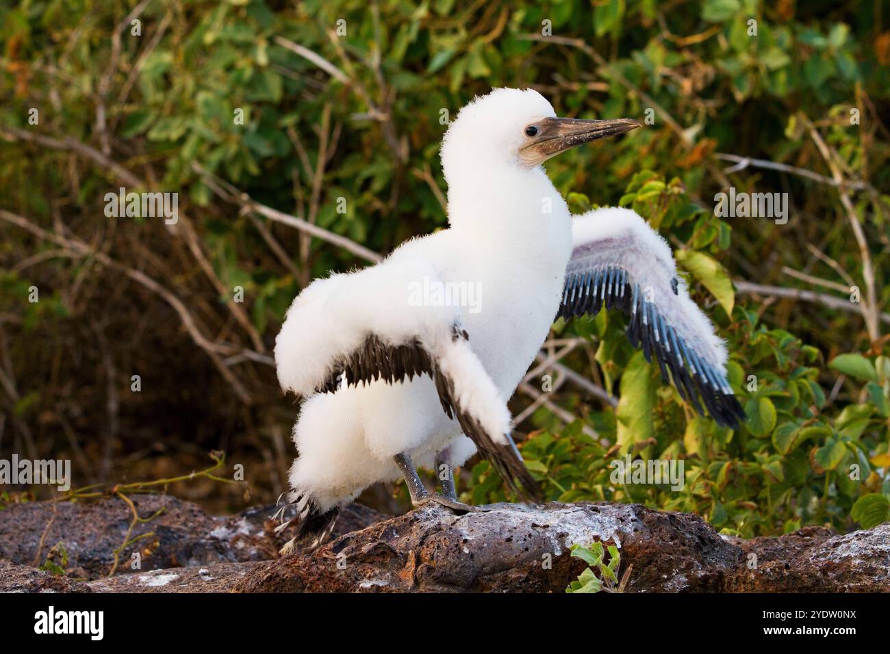 Nazca booby (Sula grantii) downy chick stretching its wings to gather strength for flight in the ...