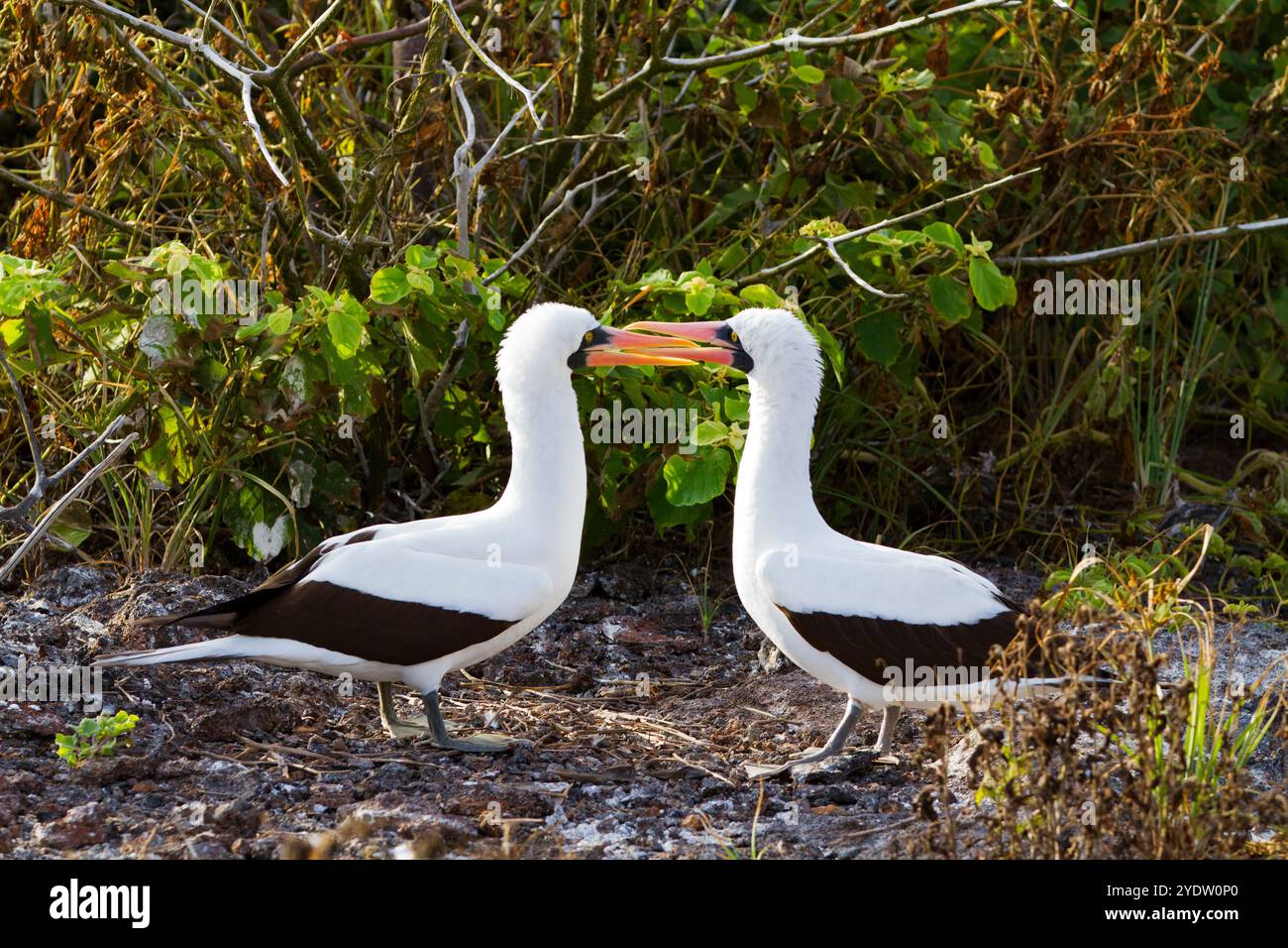 Adult Nazca booby (Sula grantii) courtship behavior in the Galapagos Island Archipelago, UNESCO ...