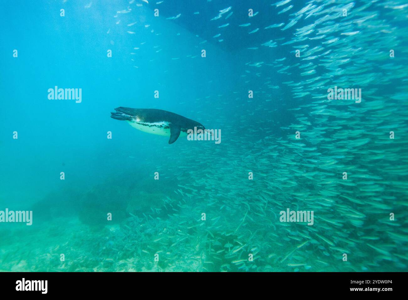 Galapagos penguin (Spheniscus mendiculus) feeding underwater on small ...