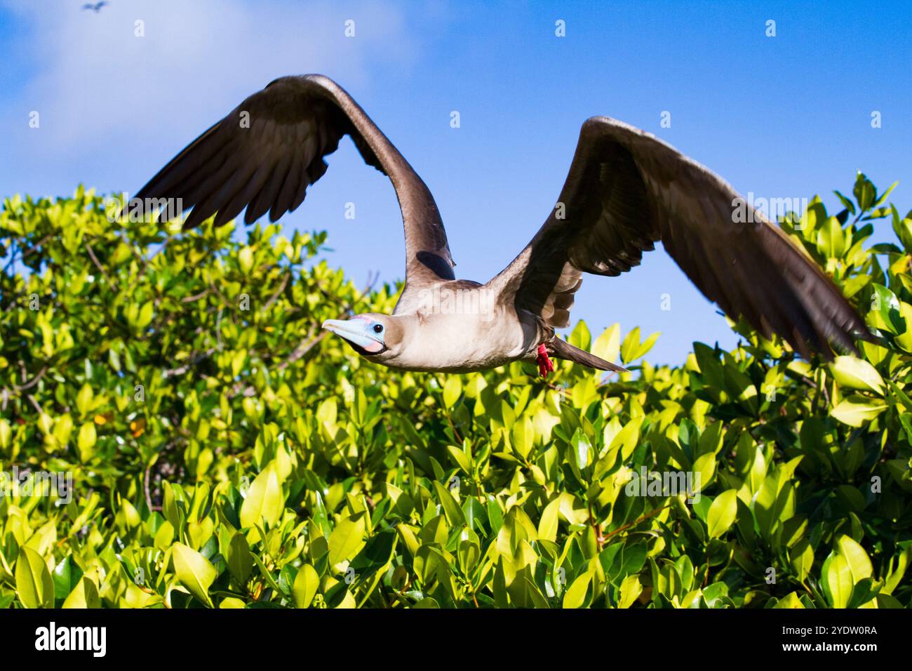 Adult red-footed booby (Sula sula) returning to the nest site in the ...