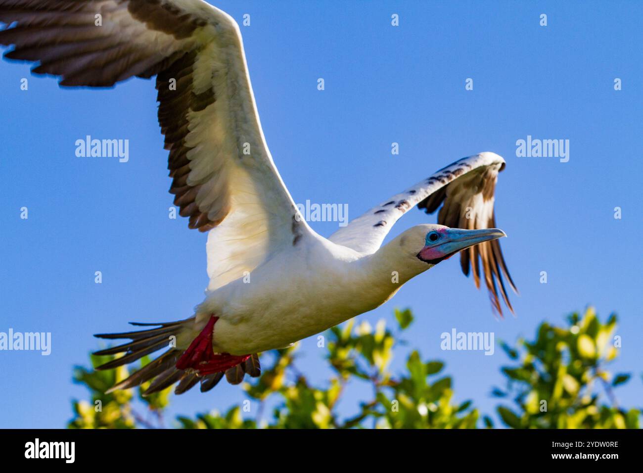 Adult red-footed booby (Sula sula) in flight in the Galapagos Island Archipelago, UNESCO World ...