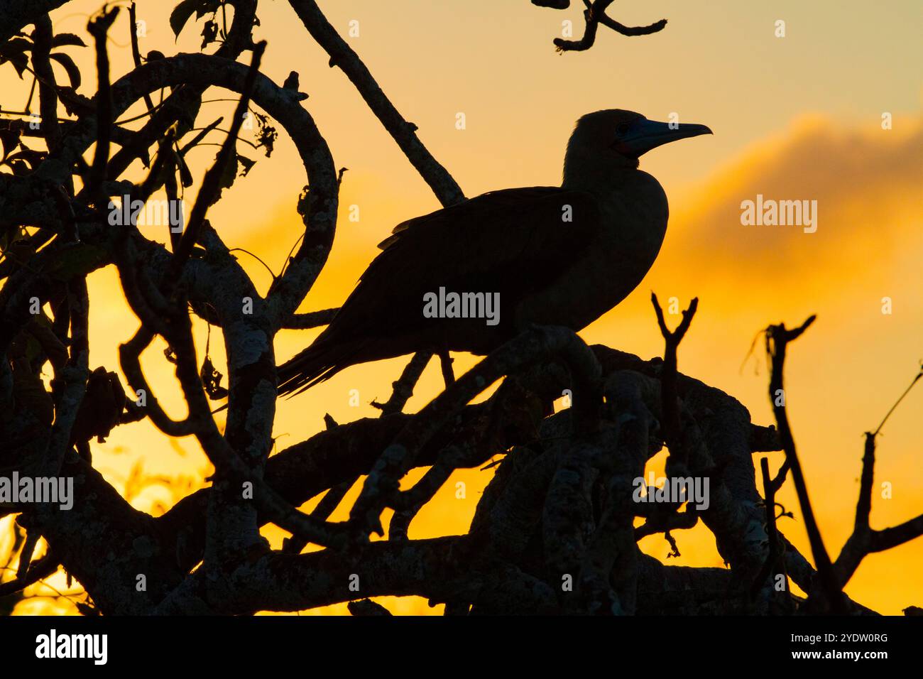 Adult red-footed booby (Sula sula) at sunset in the Galapagos Island ...