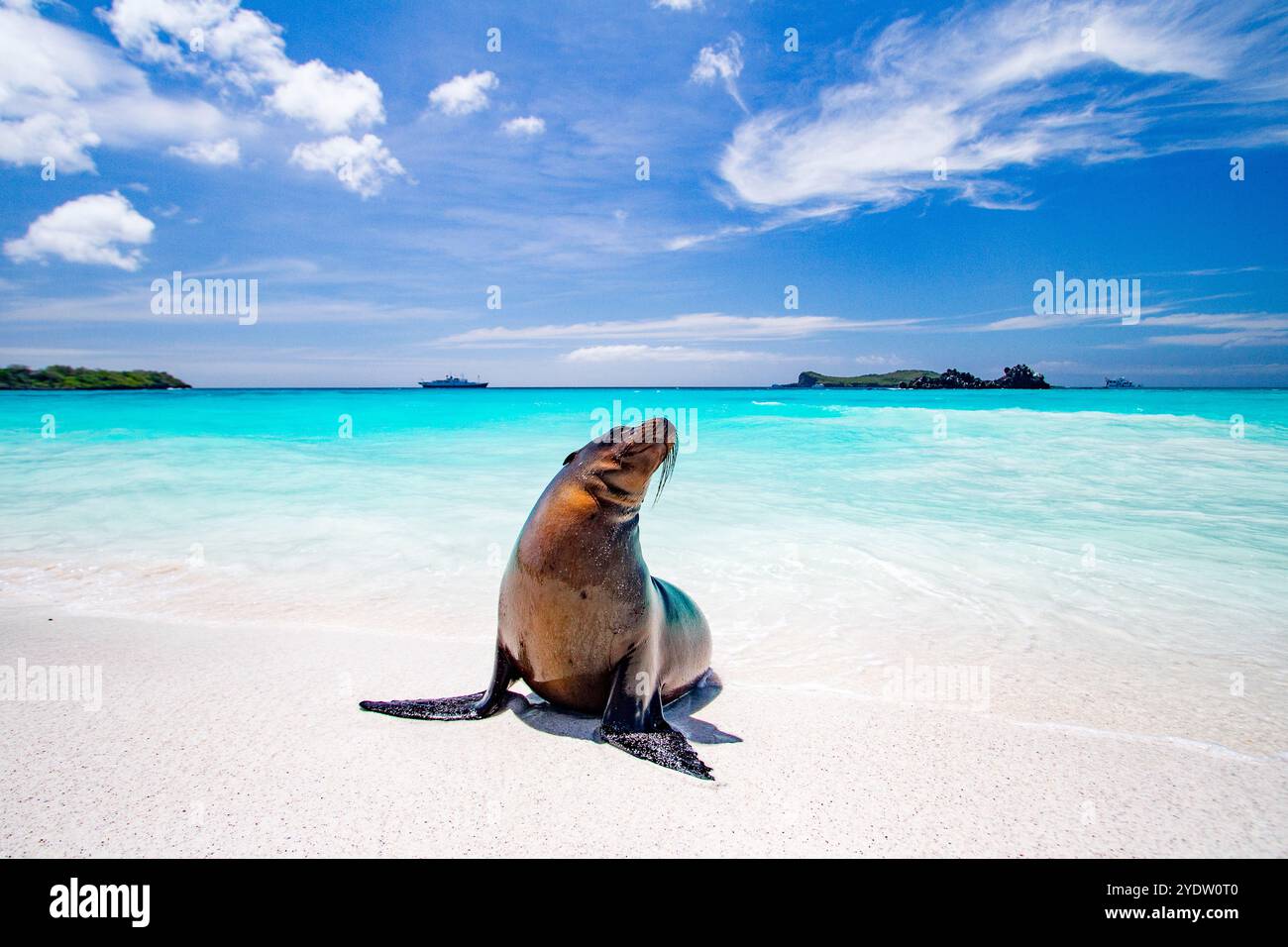 Galapagos sea lion pup (Zalophus wollebaeki) on Gardner Beach, Espanola ...