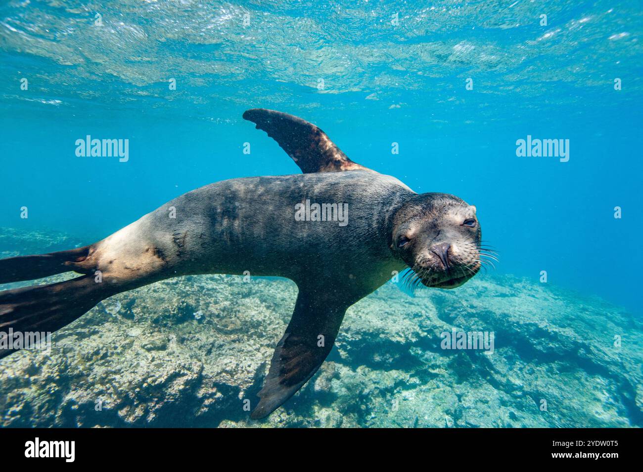Young Galapagos sea lion (Zalophus wollebaeki) at play underwater in ...
