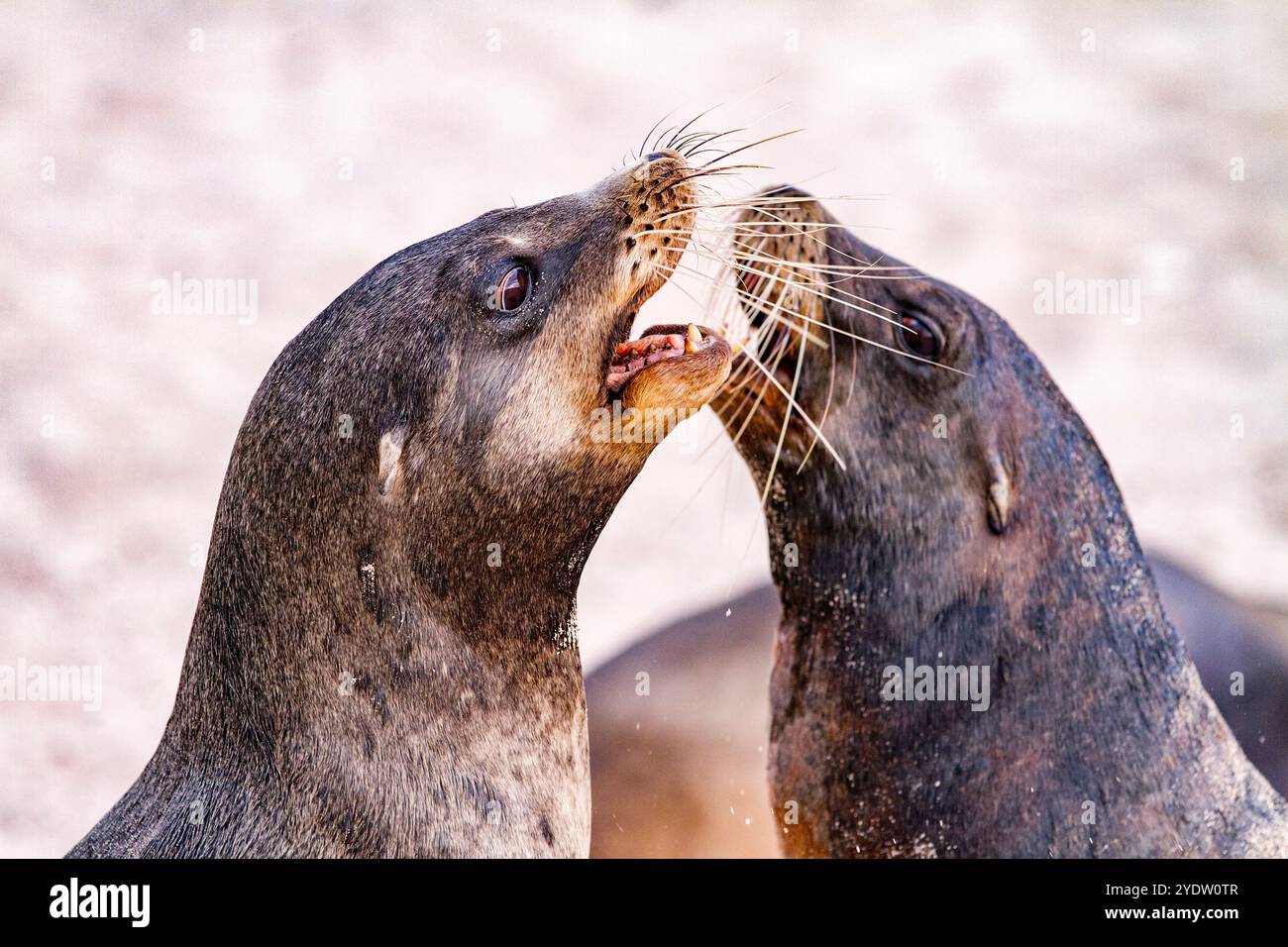 Young Galapagos sea lion bulls (Zalophus wollebaeki) mock-fighting in ...