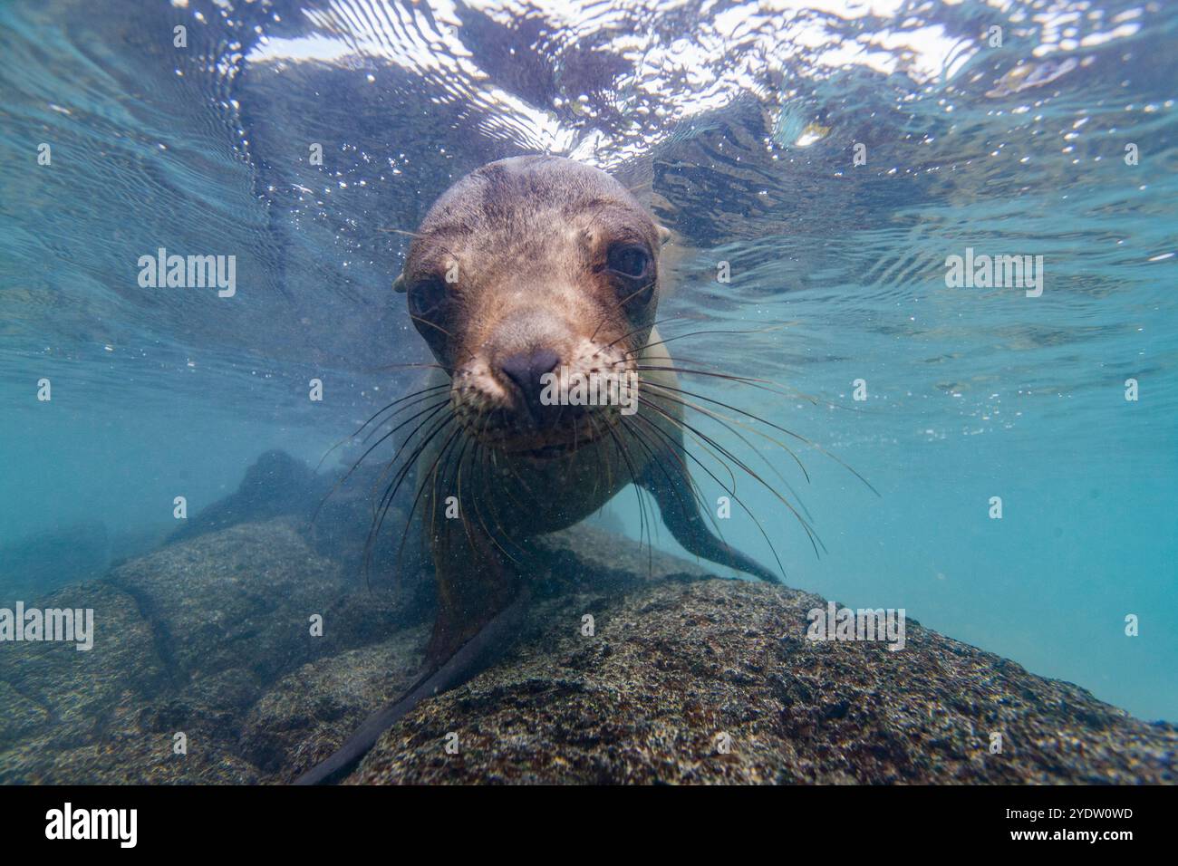 Young Galapagos sea lion (Zalophus wollebaeki) at play underwater in ...