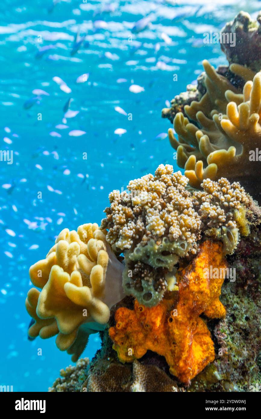 Vibrant aquatic scenery thriving fish hi-res stock photography and ...